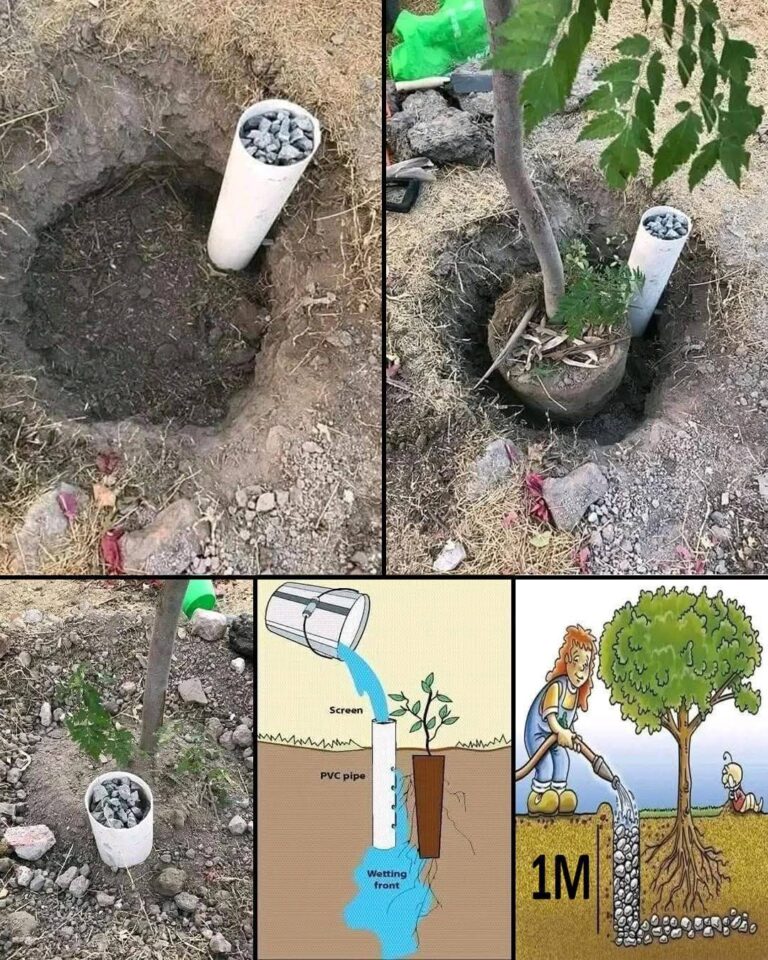 Smart Watering Technique: Using PVC Pipes for Efficient Plant Care ...