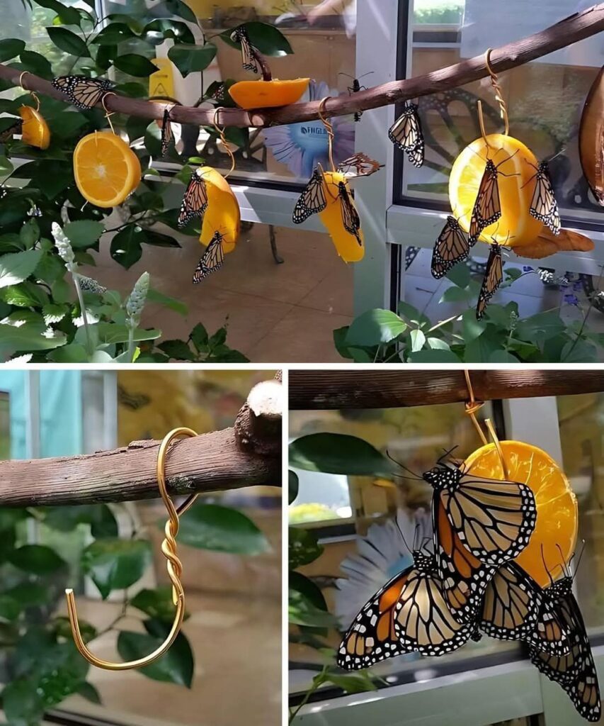 Attracting Butterflies with a Simple DIY Fruit Feeder: Benefits for ...