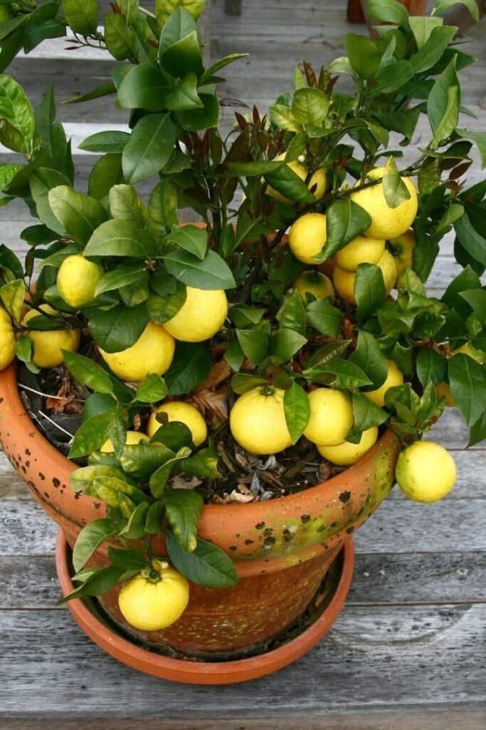 How to Grow a Potted Lemon Tree That Actually Produces Lemons – All Recipes