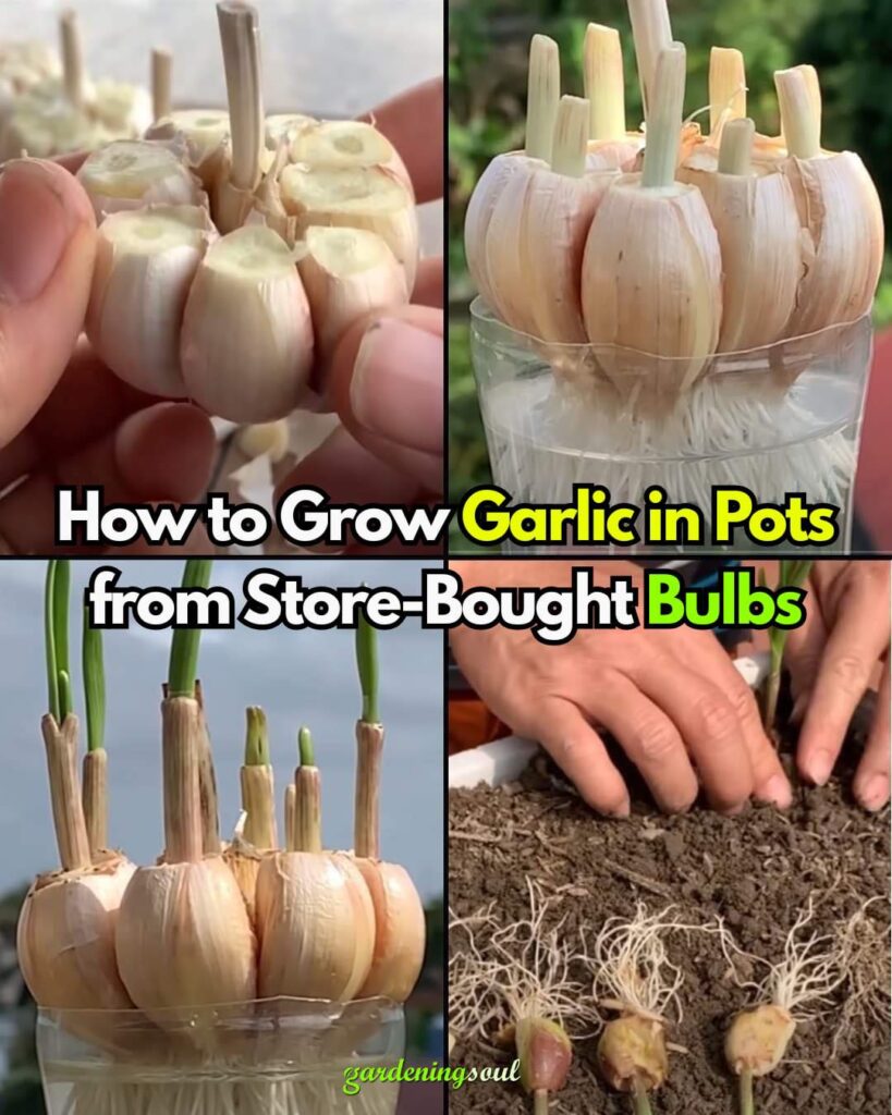 How to Grow Garlic from a Bulb in a Container: A Step-by-Step Guide – All Recipes