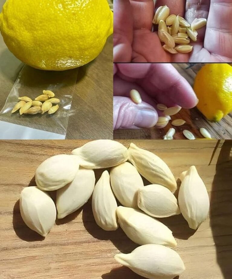 Surprising Uses and Benefits of Lemon Seeds – All Recipes