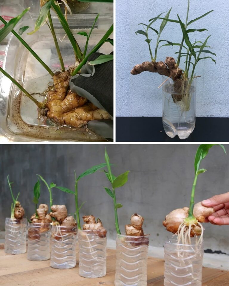 🌿 How to Grow Ginger in Water: A Beginner’s Guide – All Recipes